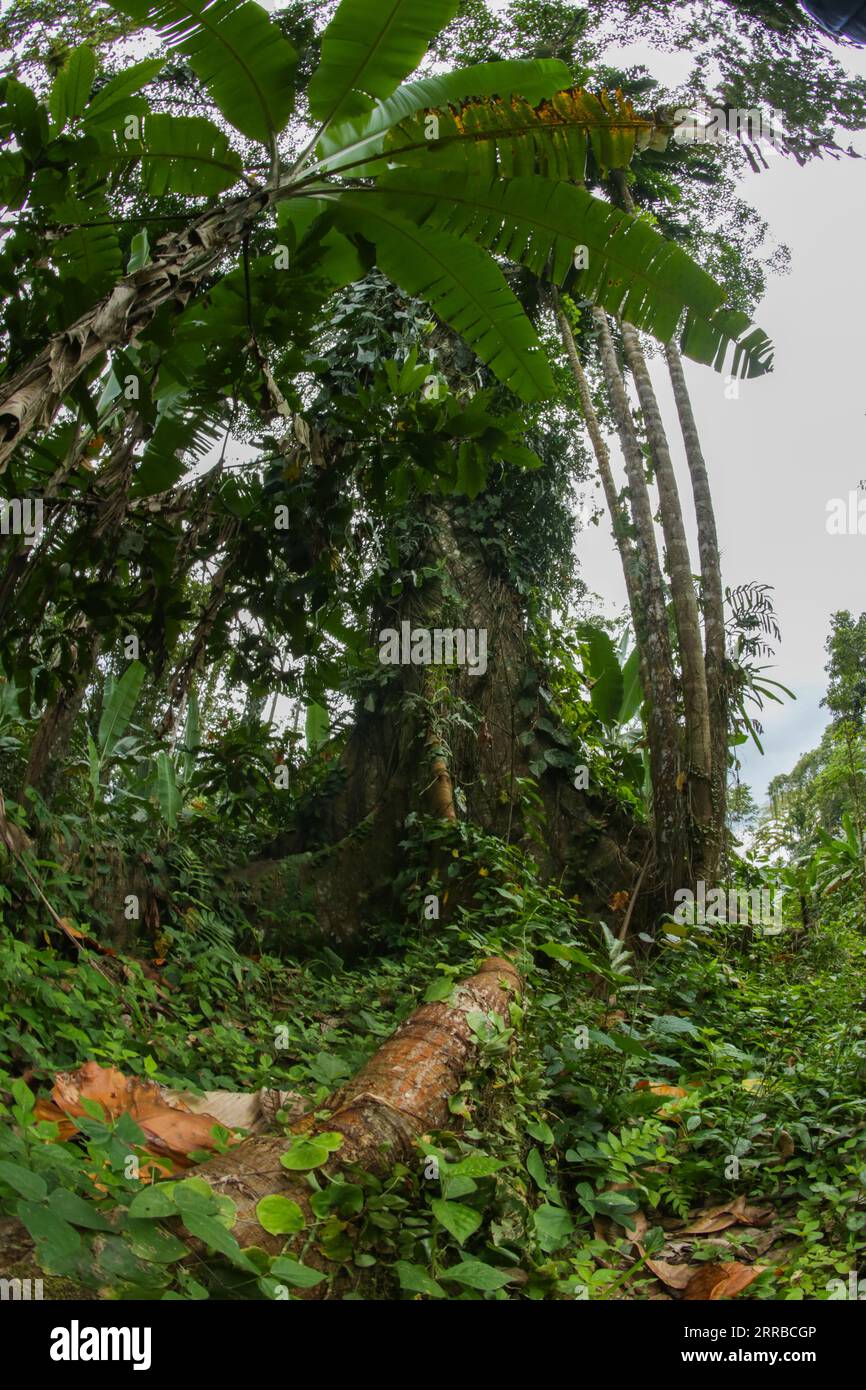 Tropical tree of Ficus costaricana in the jungle Stock Photo - Alamy