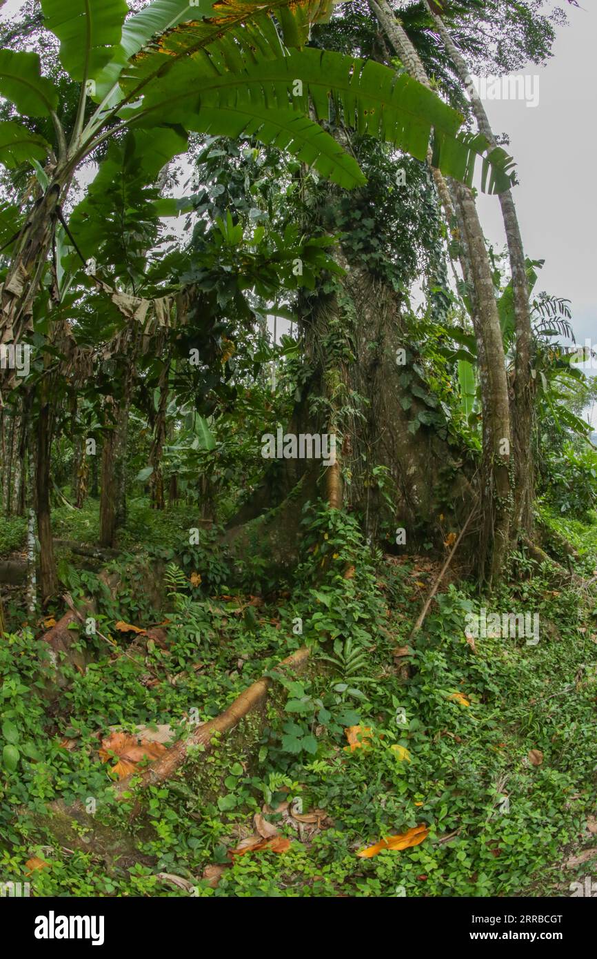 Tropical tree of Ficus costaricana in the jungle Stock Photo - Alamy