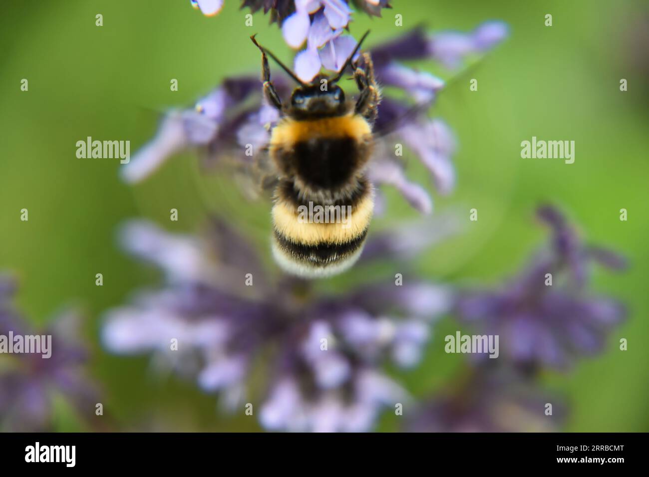 A close-up of a bee hovering near a vibrant purple flower as its wings ...