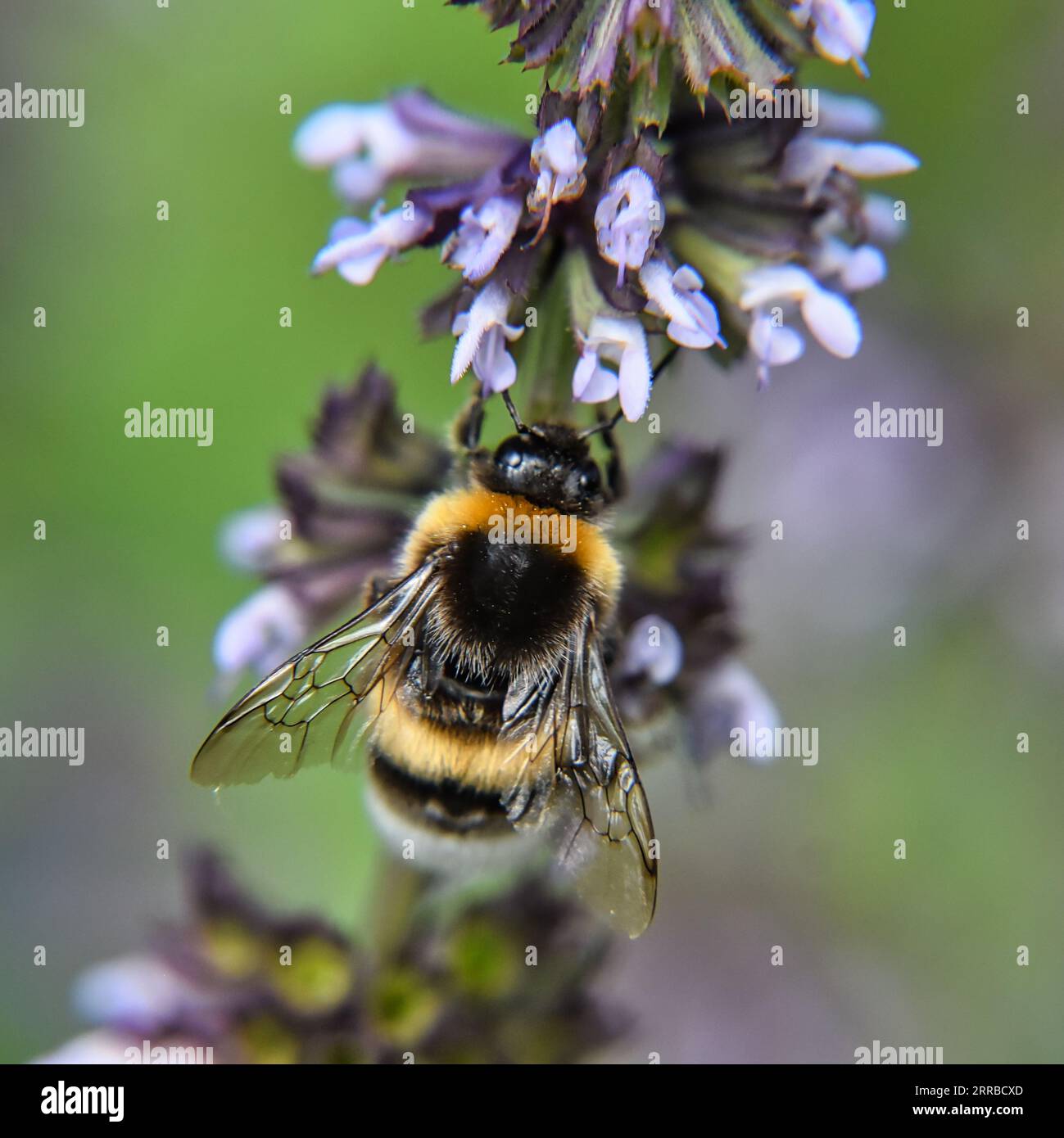 A close-up photograph of a bee hovering around a colorful array of ...