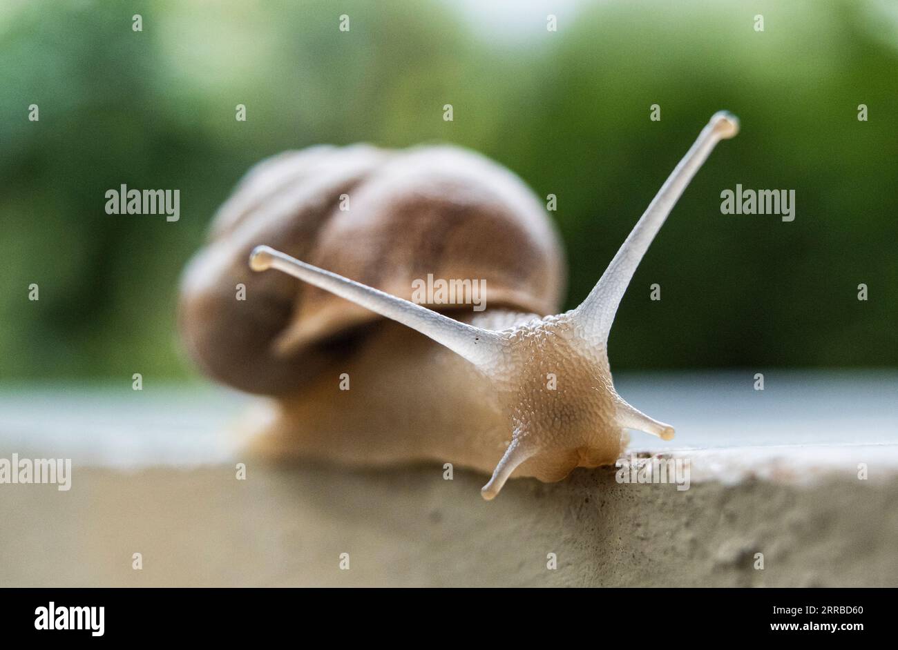 Captivating creature hi-res stock photography and images - Alamy