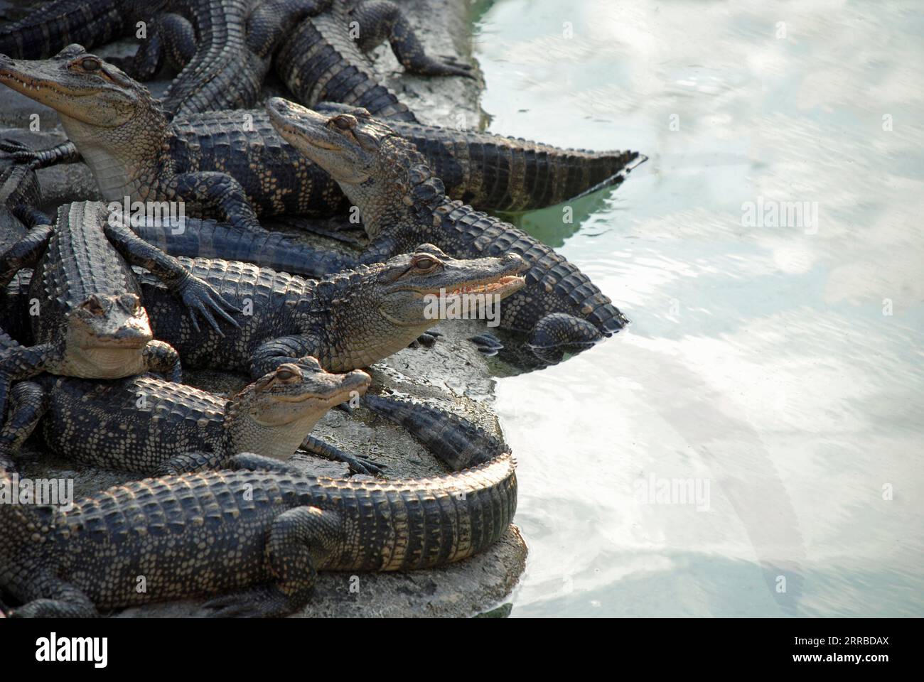 Monster in swimming pool hi-res stock photography and images - Alamy