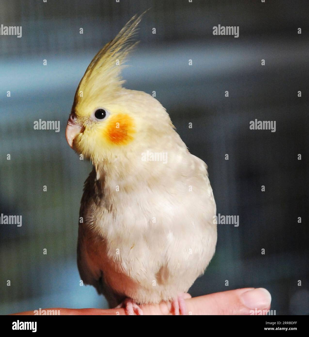 Orange cheek patches hi-res stock photography and images - Alamy