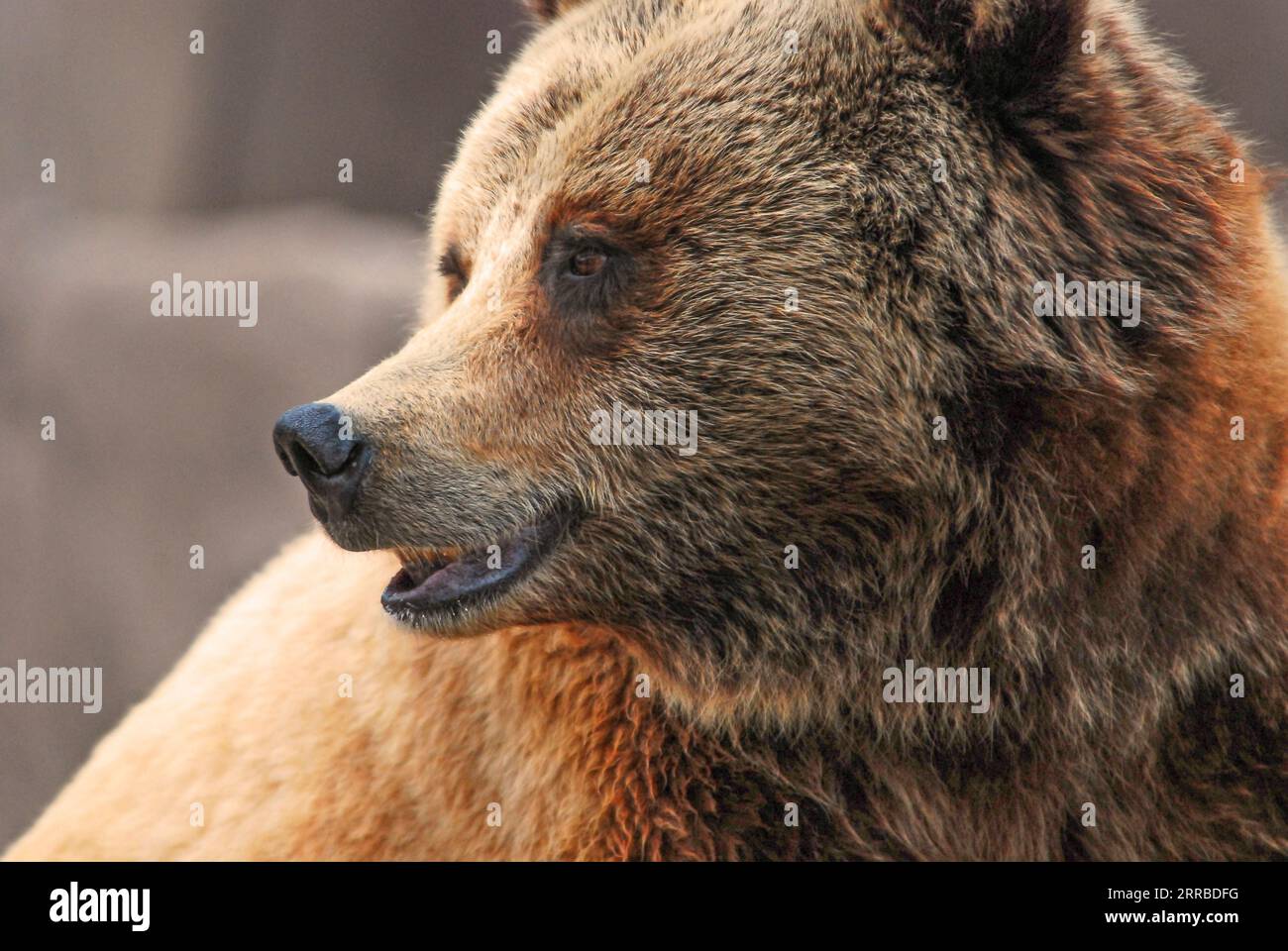 Territorial bear hi-res stock photography and images - Alamy