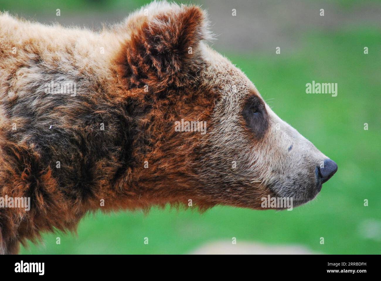 Grizzly roaring hi-res stock photography and images - Alamy