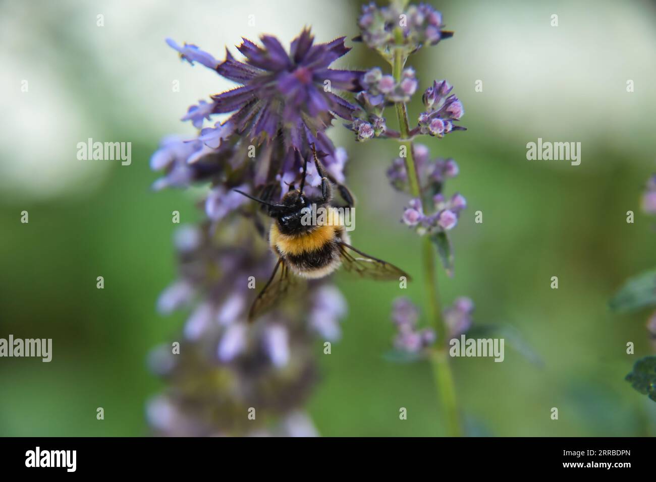 A bee is perched atop a vibrant, purple flower, surrounded by lush ...