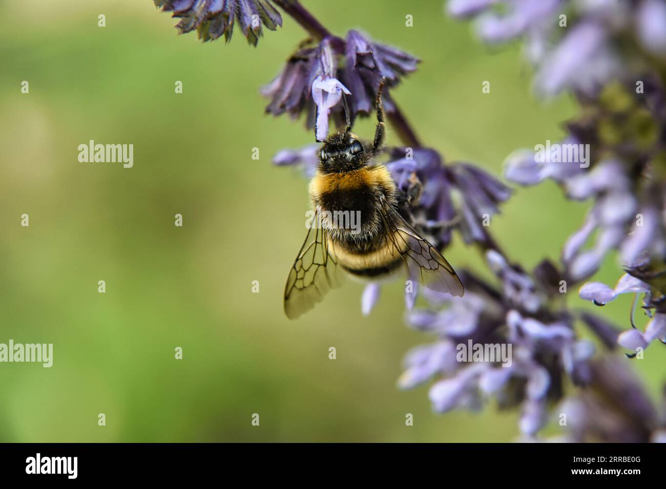 A honey bee gathering nectar from a cluster of vibrant purple ...
