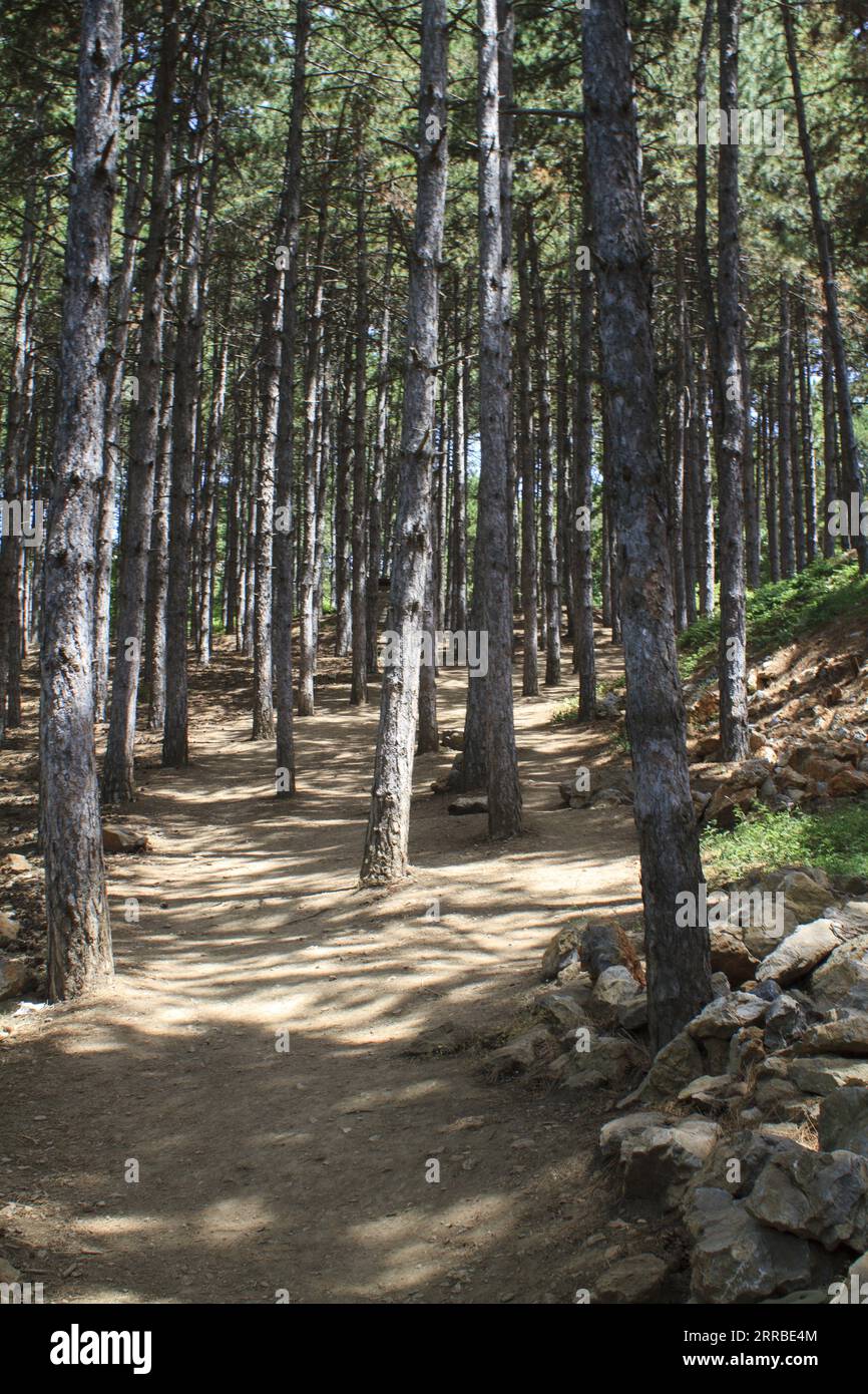 Ohrid forest in North Macedonia Stock Photo - Alamy