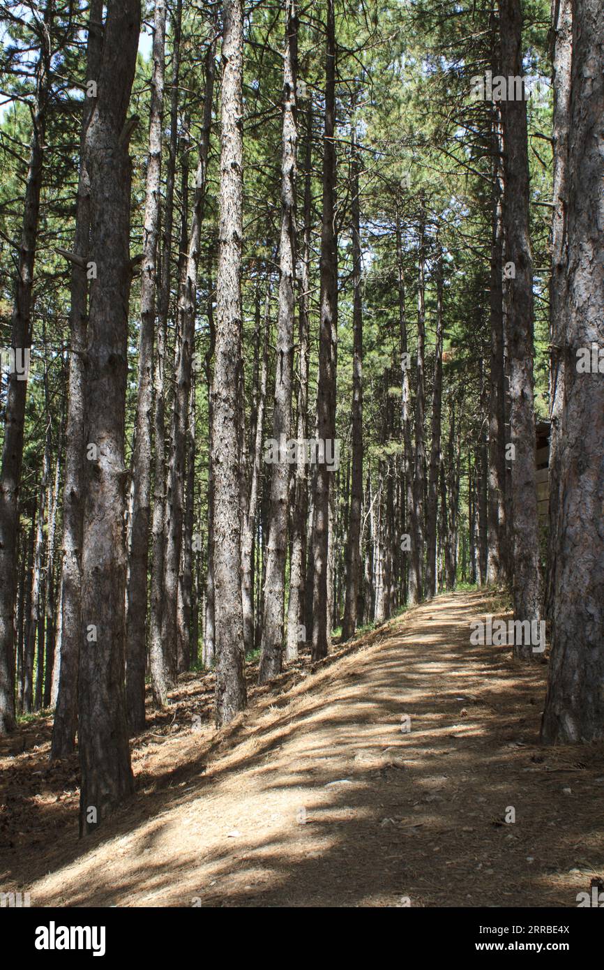 Ohrid forest in North Macedonia Stock Photo - Alamy