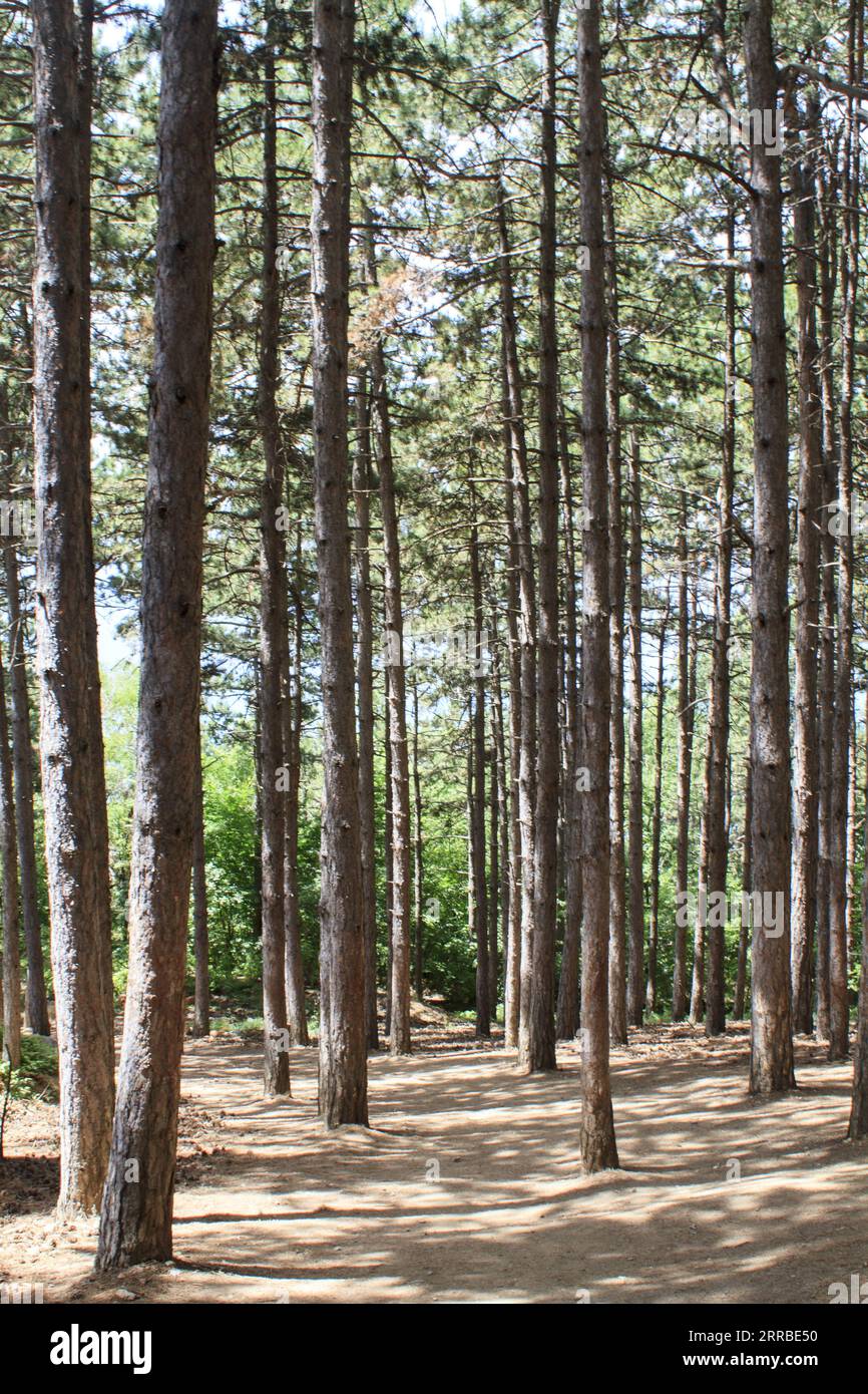 Ohrid forest in North Macedonia Stock Photo - Alamy