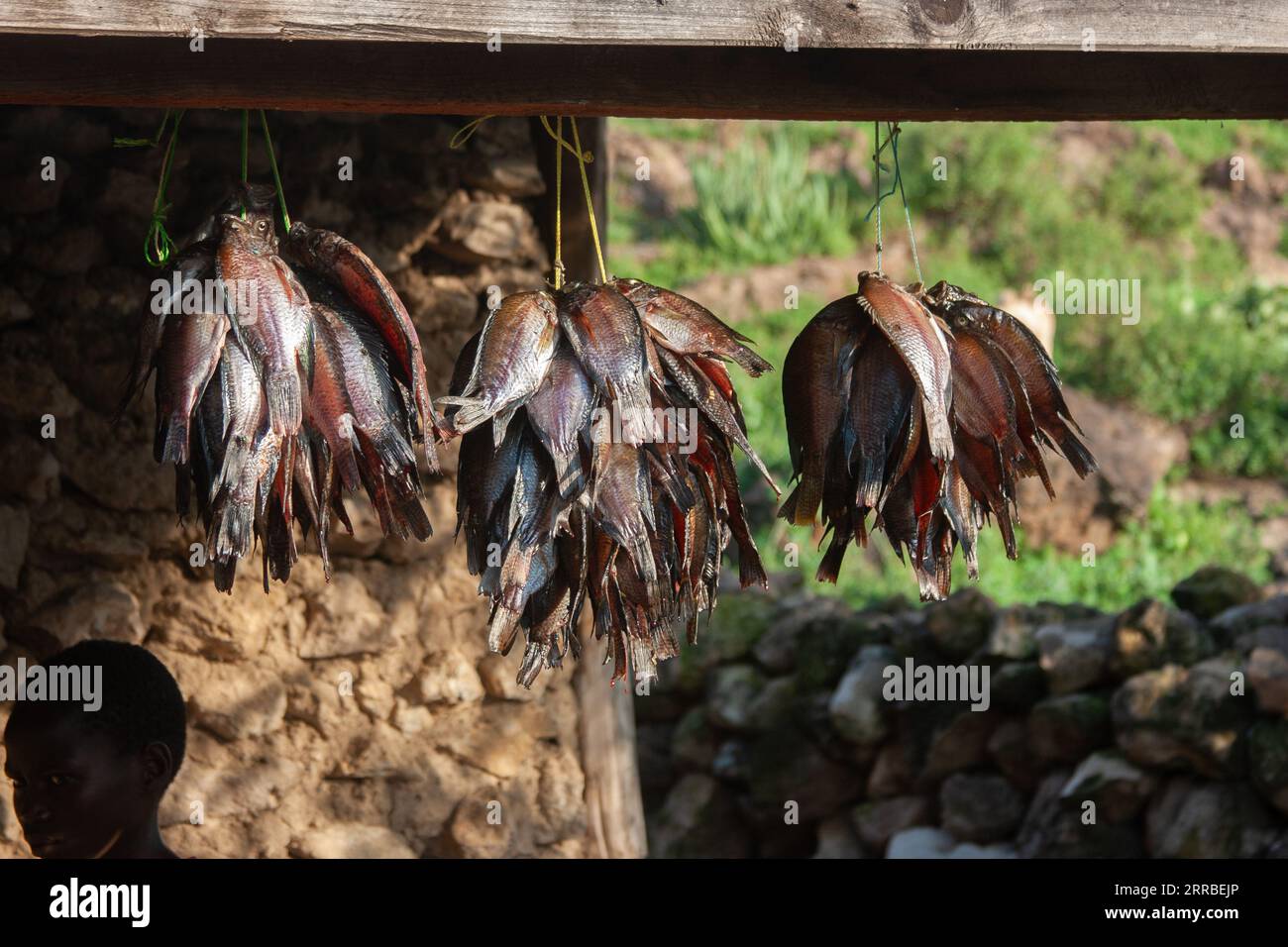 Tilapia fish hanging for dry around Lake Baringo Stock Photo - Alamy