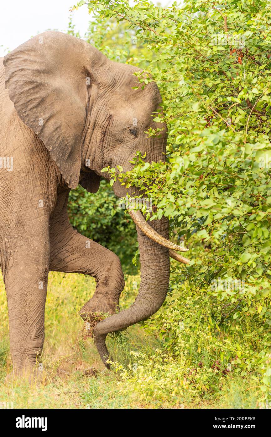 Ripping grass hi-res stock photography and images - Alamy
