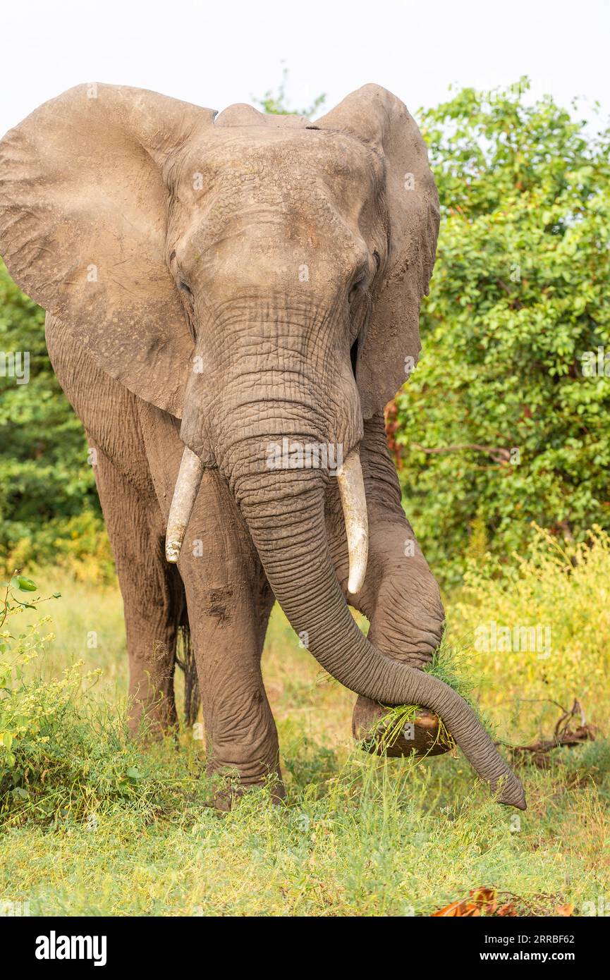 An African elephant, Loxodonta africana, uses its trunk to rip up fresh ...