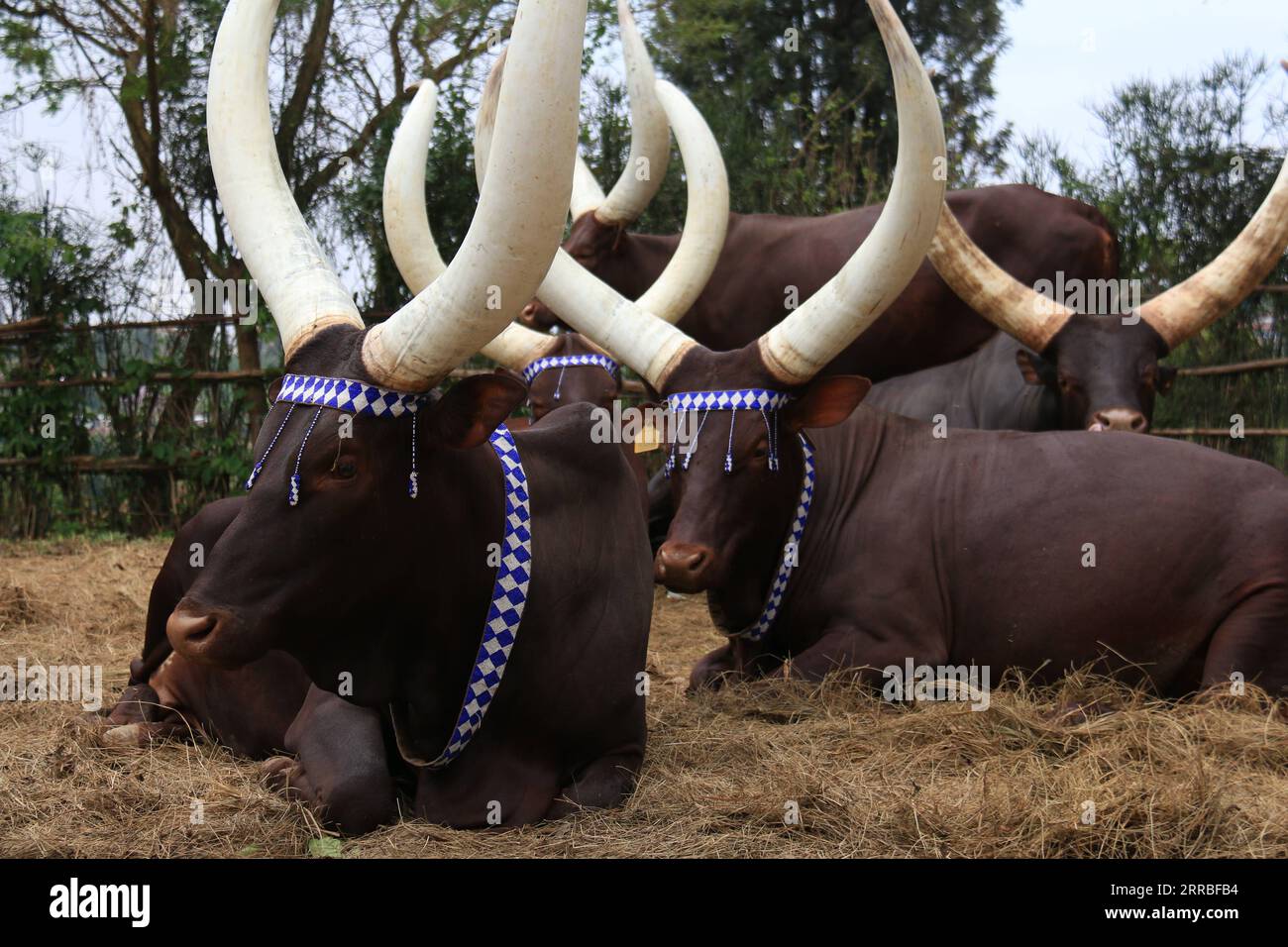 210919 -- NYANZA, Sept. 19, 2021 -- Rwandan traditional cows, or ...