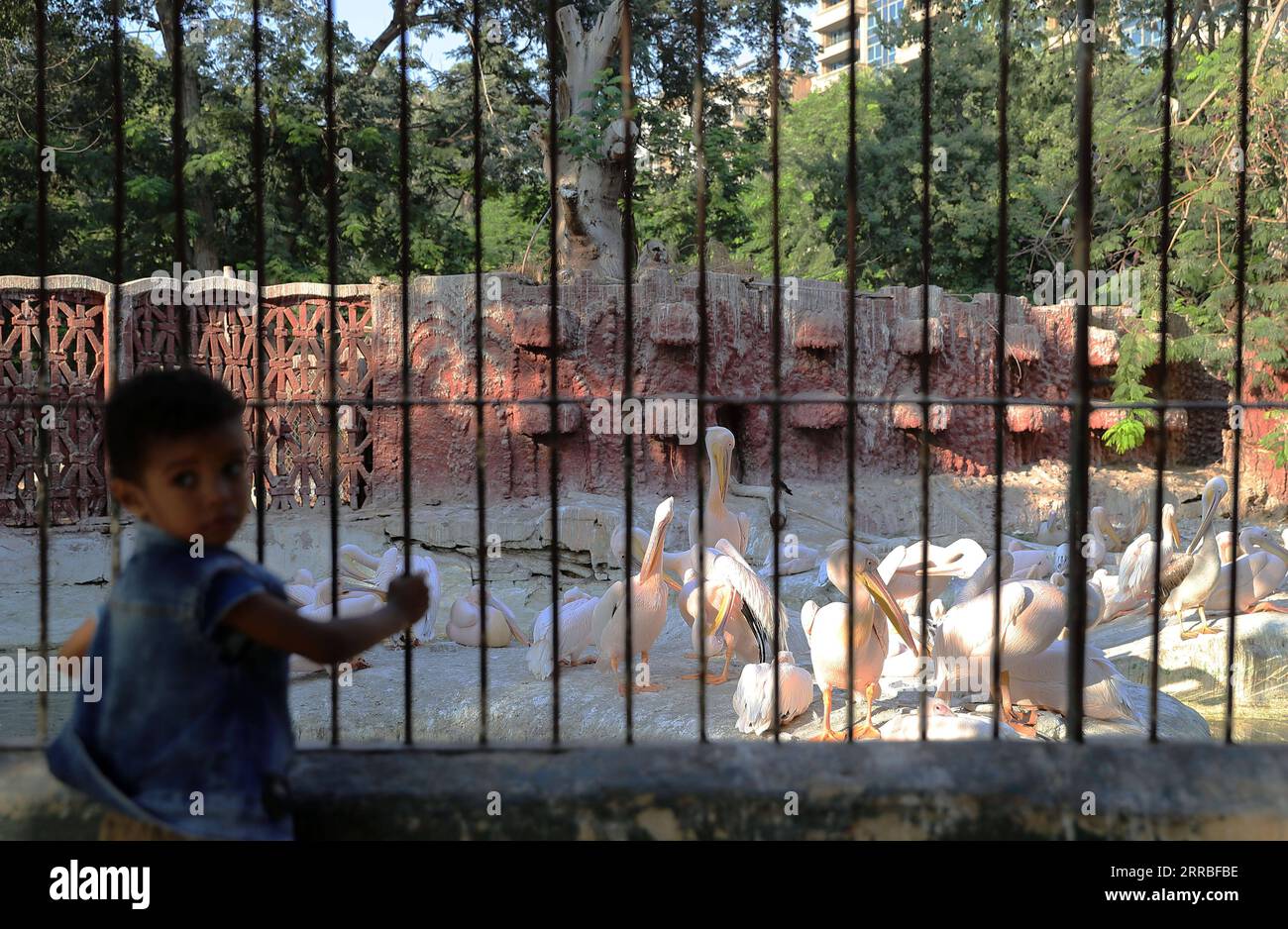 210919 -- GIZA, Sept. 19, 2021 -- Photo taken on Sept. 18, 2021 shows ...