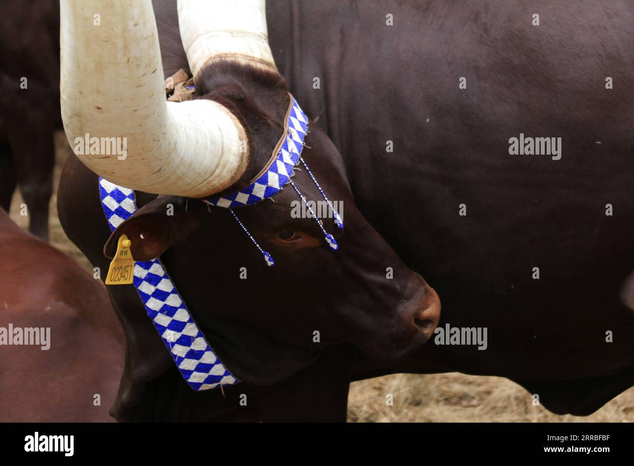 210919 -- NYANZA, Sept. 19, 2021 -- A Rwandan traditional cow, or ...