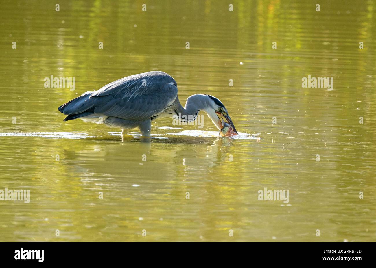 Shenfield common hi-res stock photography and images - Alamy