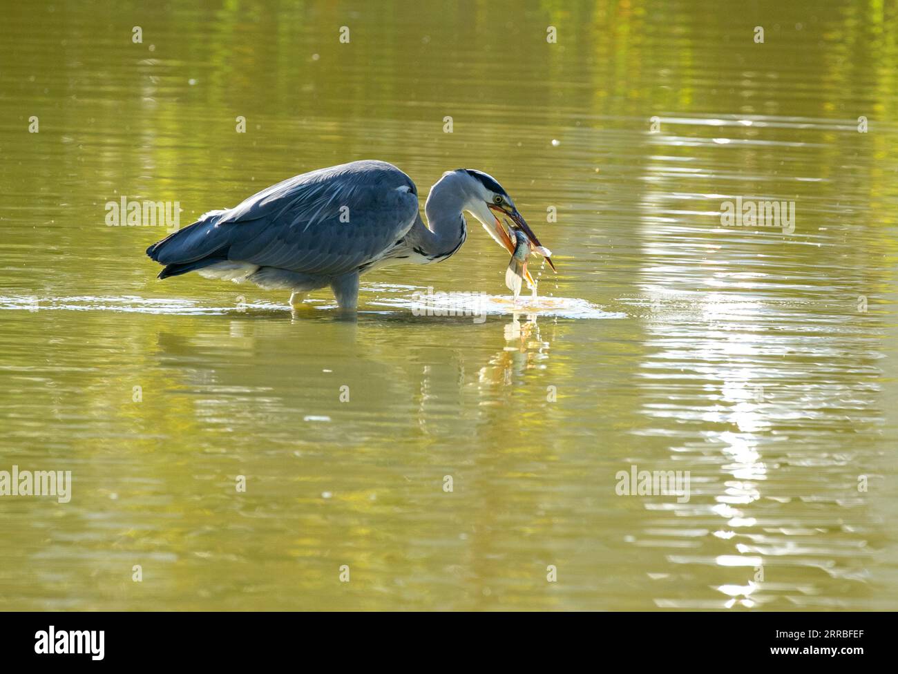 Shenfield common hi-res stock photography and images - Alamy