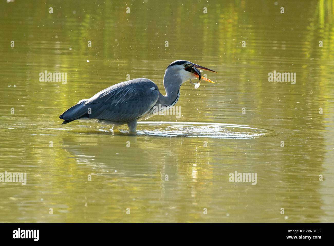 Shenfield common hi-res stock photography and images - Alamy