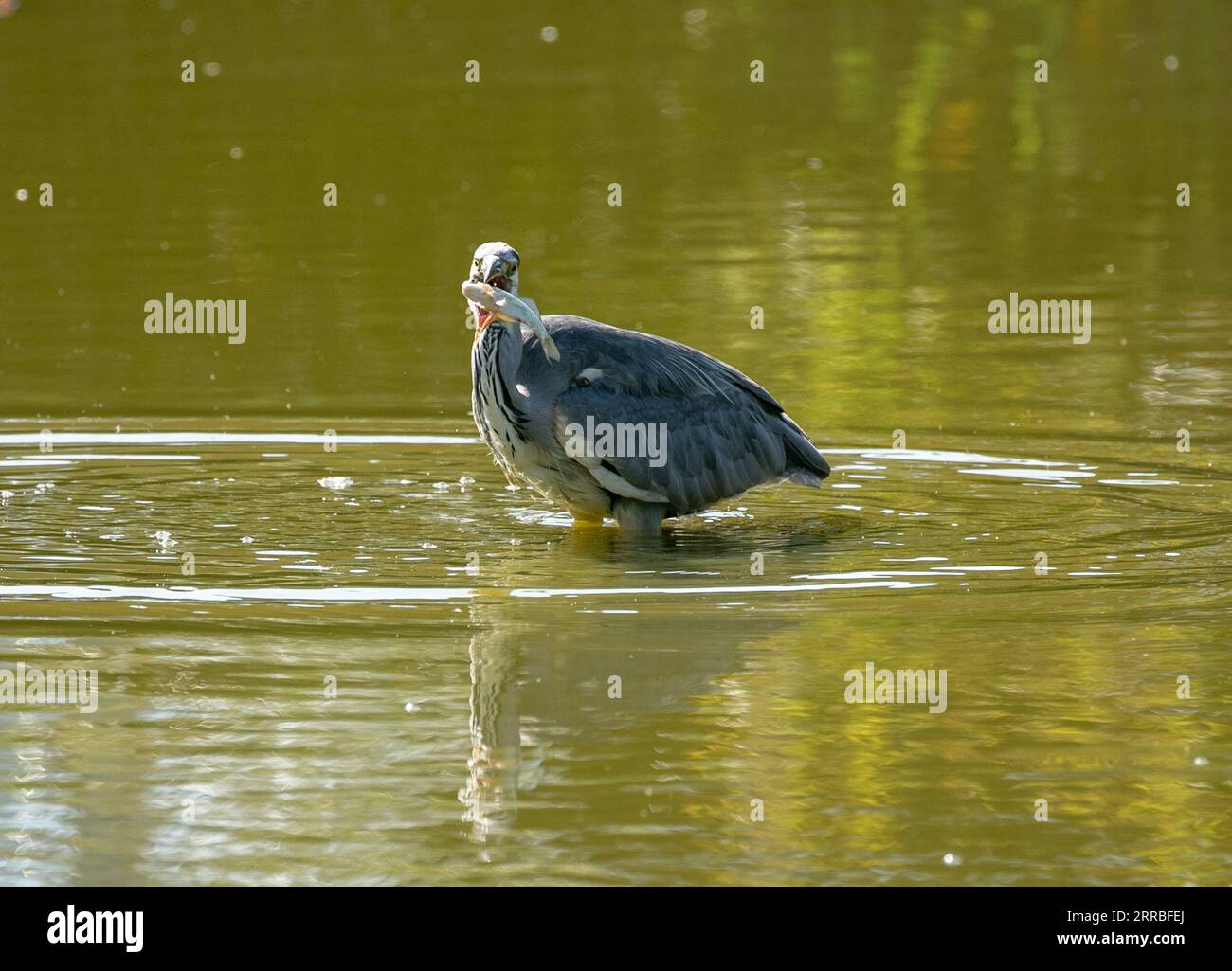 Shenfield common hi-res stock photography and images - Alamy