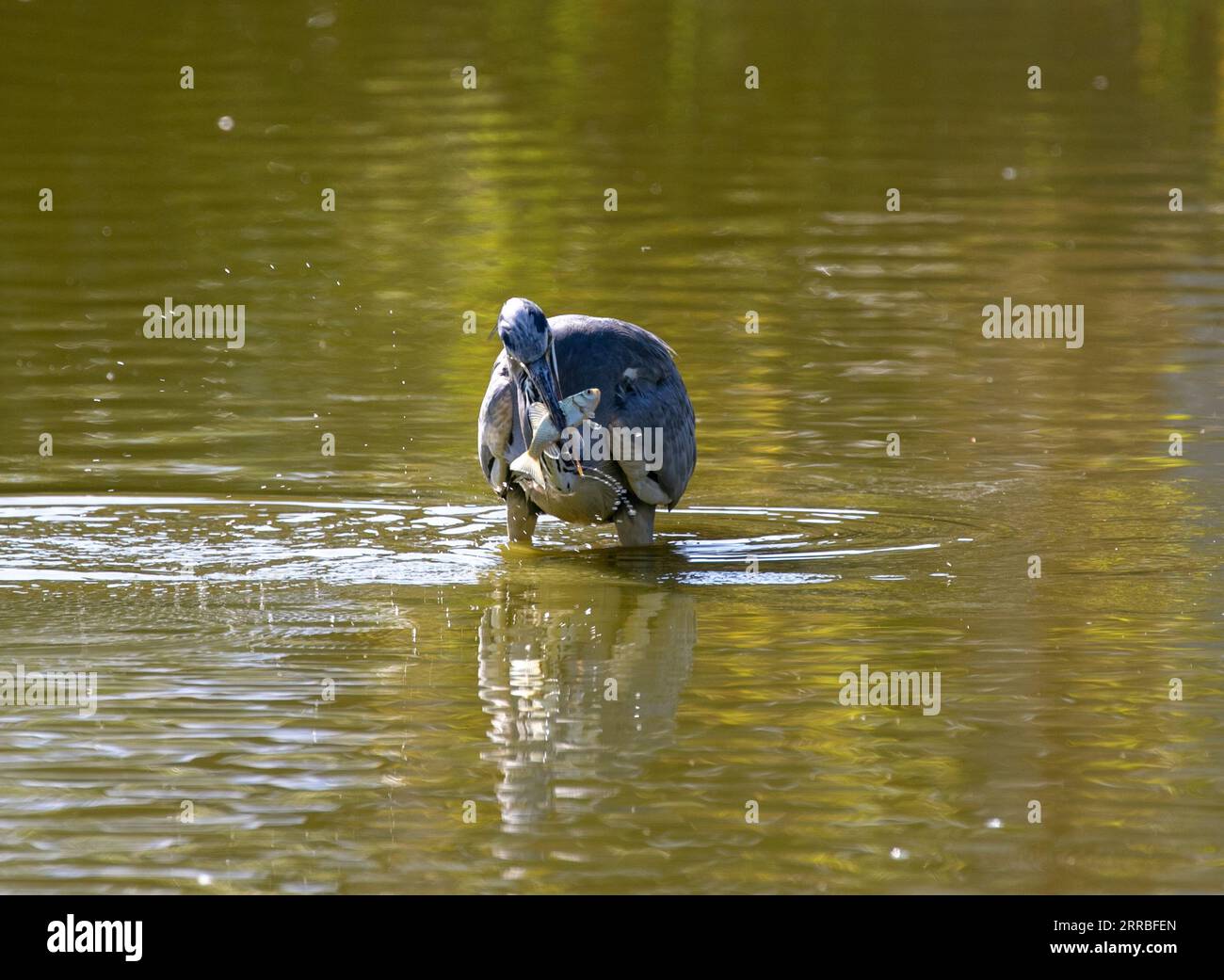 Shenfield common hi-res stock photography and images - Alamy