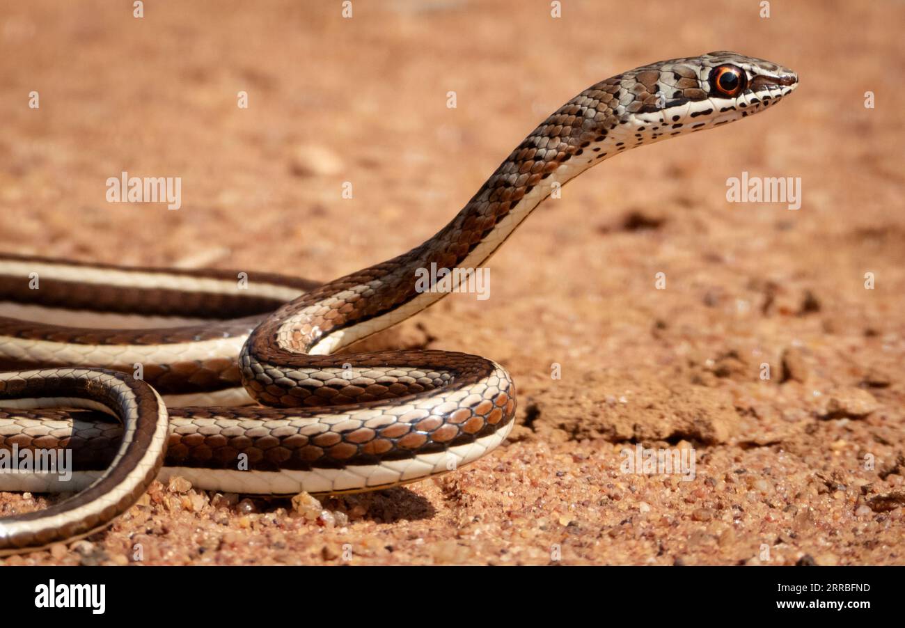 Western Yellow-bellied Sand Snake basking in the sun on a dirt surface ...