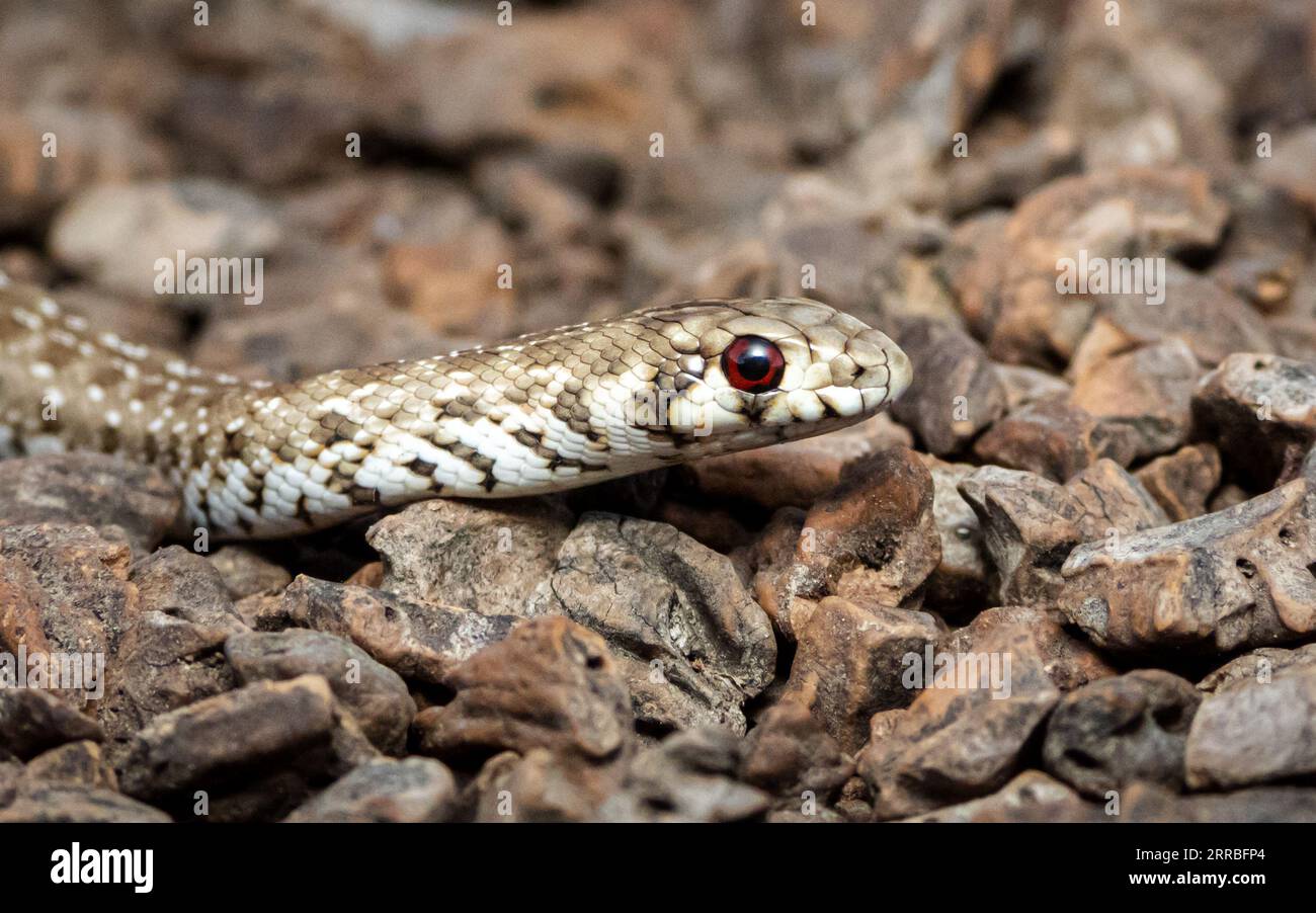 Mole snake hi-res stock photography and images - Alamy