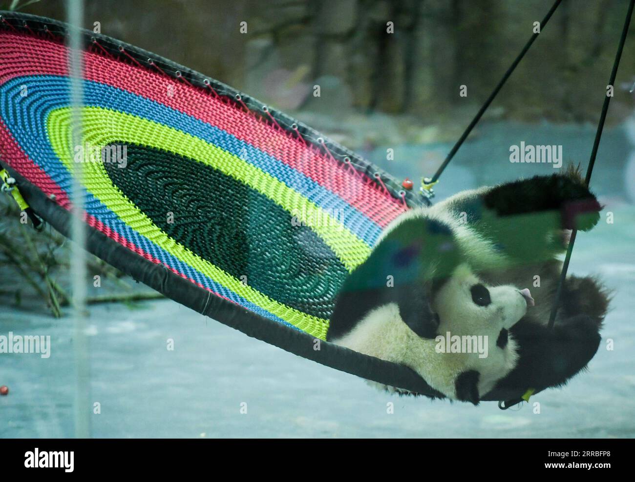 210919 -- XINING, Sept. 19, 2021 -- Giant Panda Qi Guo plays at the ...