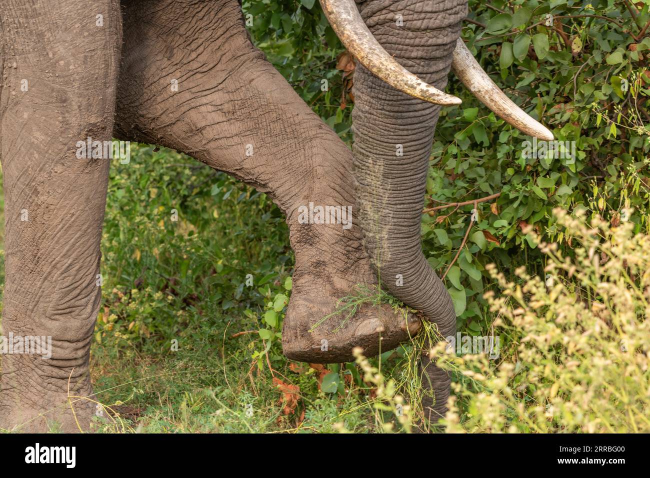 Ripping grass hi-res stock photography and images - Alamy