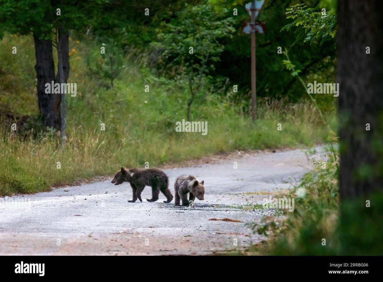 Marsican bear cubs, a protected species typical of central Italy ...