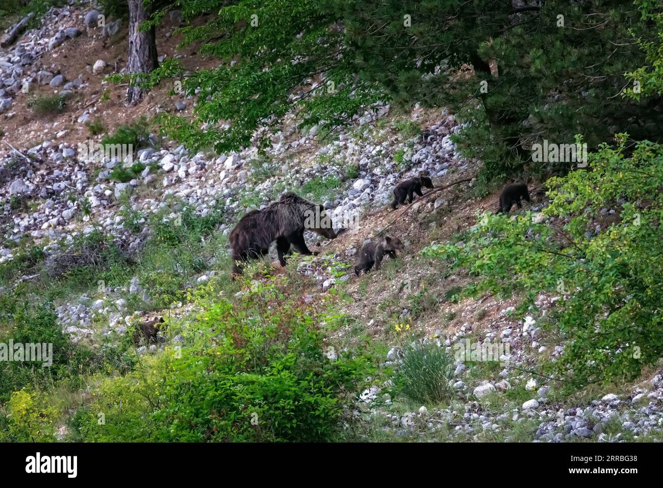 Marsican bear, a typical species of central Italy. A mother bear with ...
