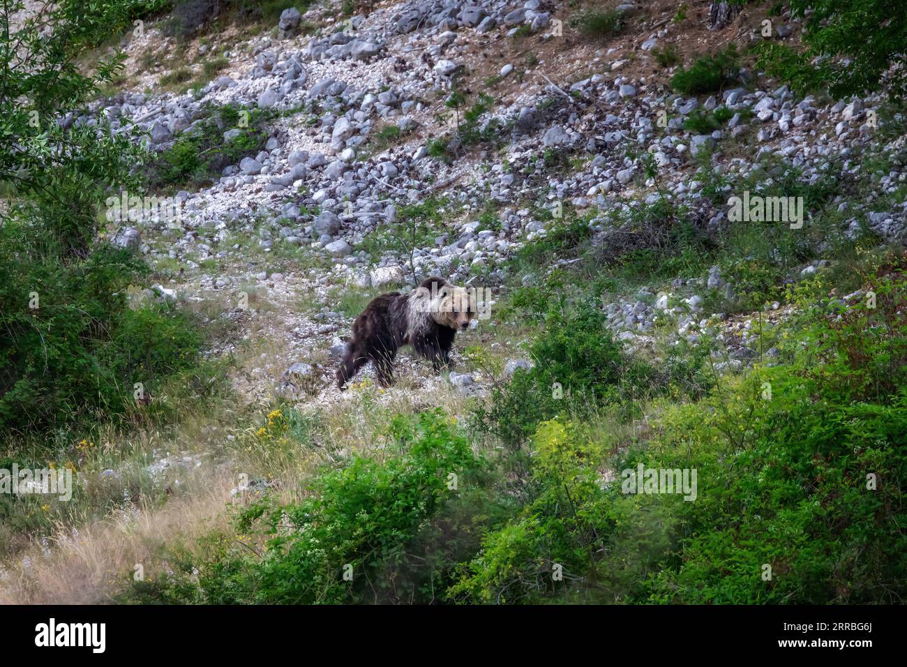Marsican bear, a protected species typical of central Italy. A female ...