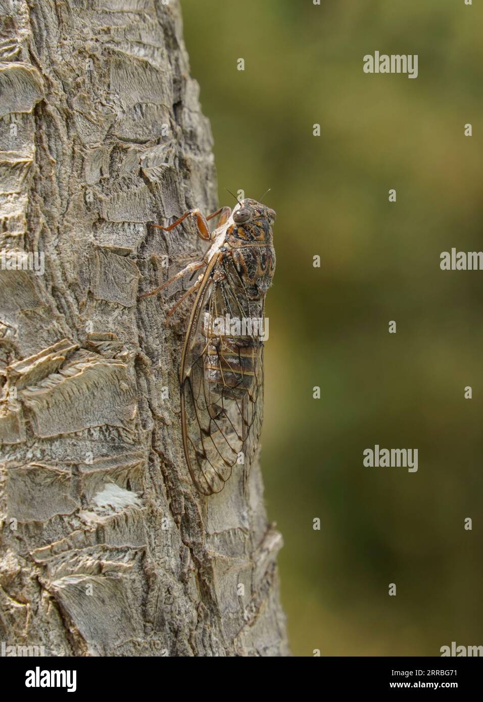 Cicada insect cicadas insects hi-res stock photography and images - Alamy