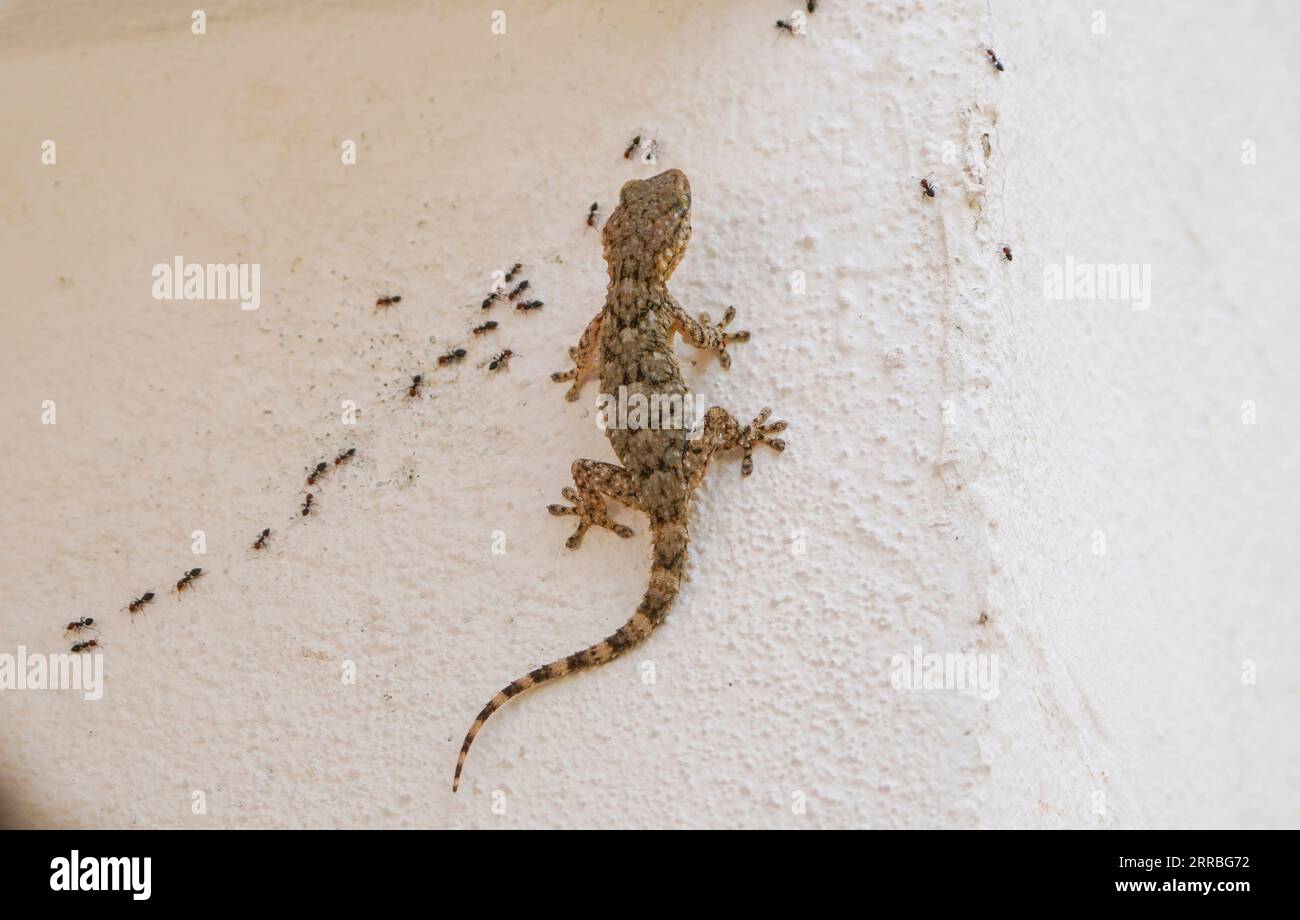 Gecko, europe, Moorish wall gecko, Tarentola mauritanica, on a white ...