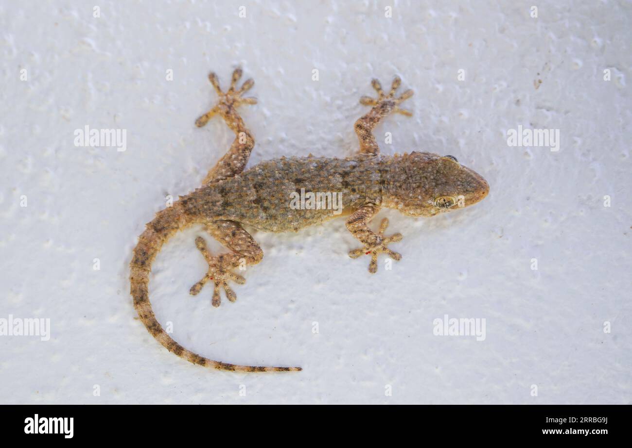 Gecko, europe, Moorish wall gecko, Tarentola mauritanica, on a white ...