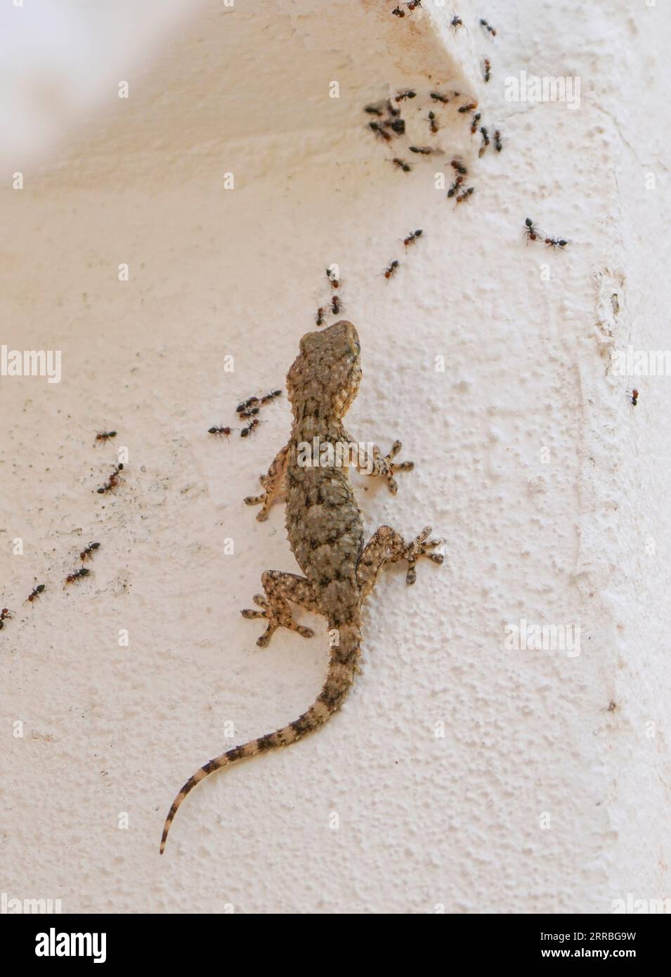 Gecko, europe, Moorish wall gecko, Tarentola mauritanica, feeding on ...