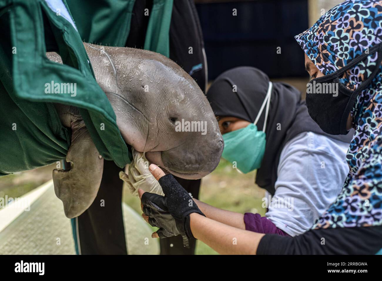 Dugong rescue hi-res stock photography and images - Alamy