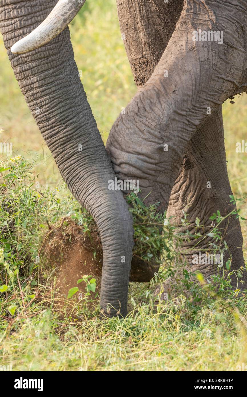 Using trunk and foot hi-res stock photography and images - Alamy