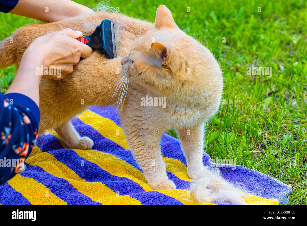 man combing hair from a domestic cat. grooming for a cat. brushing a ...