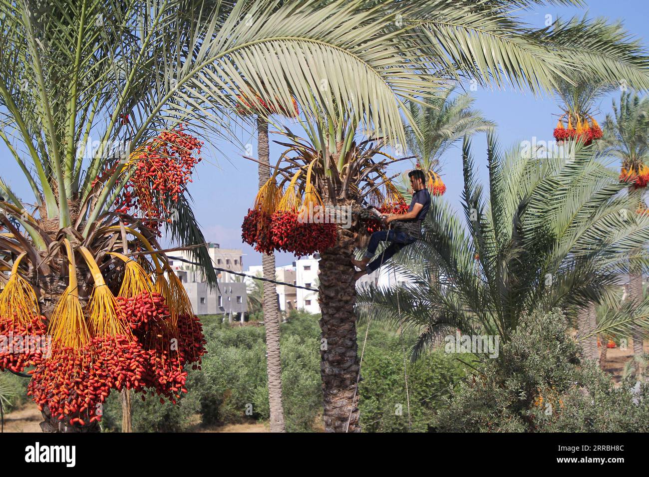 Dir al balah hi-res stock photography and images - Alamy