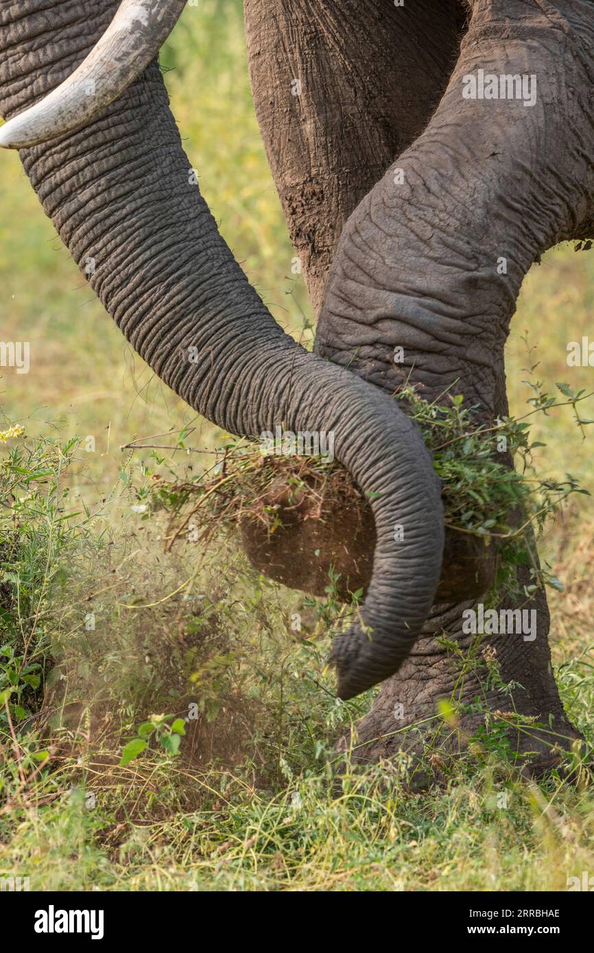 Using trunk and leg to feed hi-res stock photography and images - Alamy