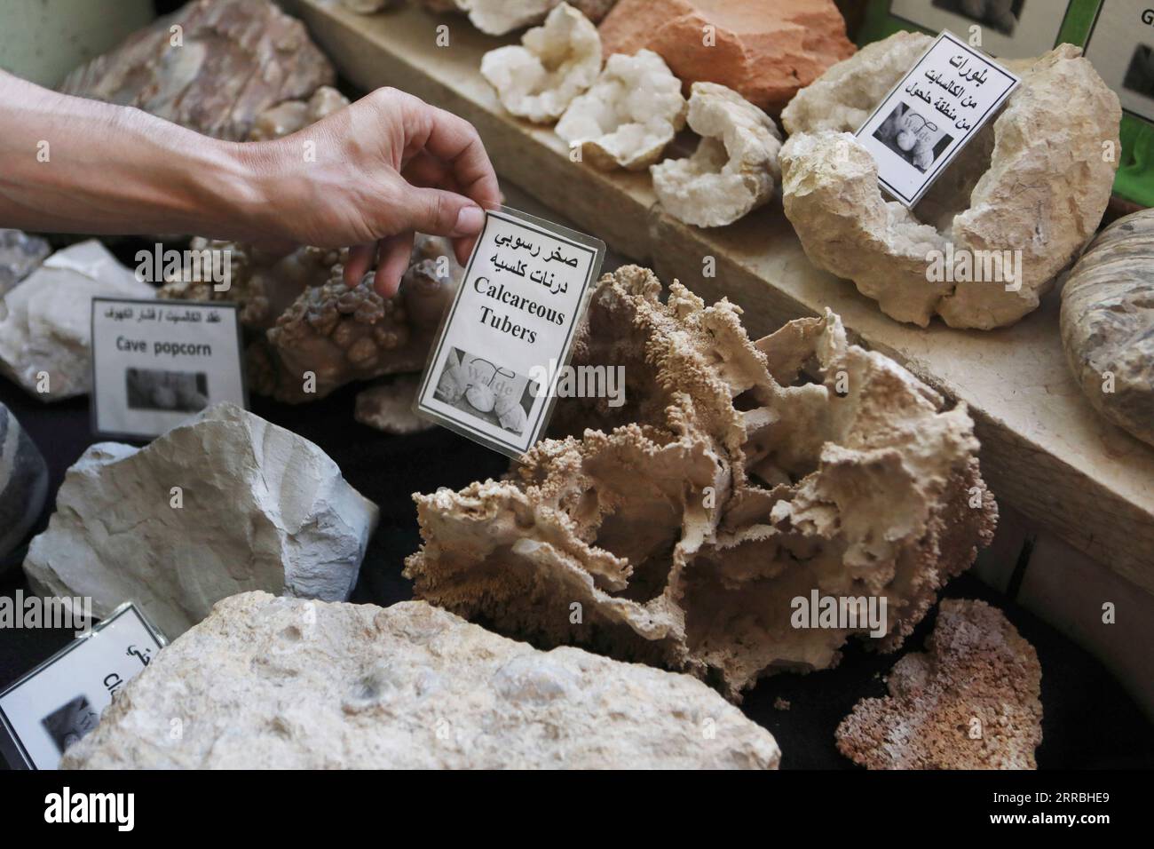 Different fossils hi-res stock photography and images - Alamy