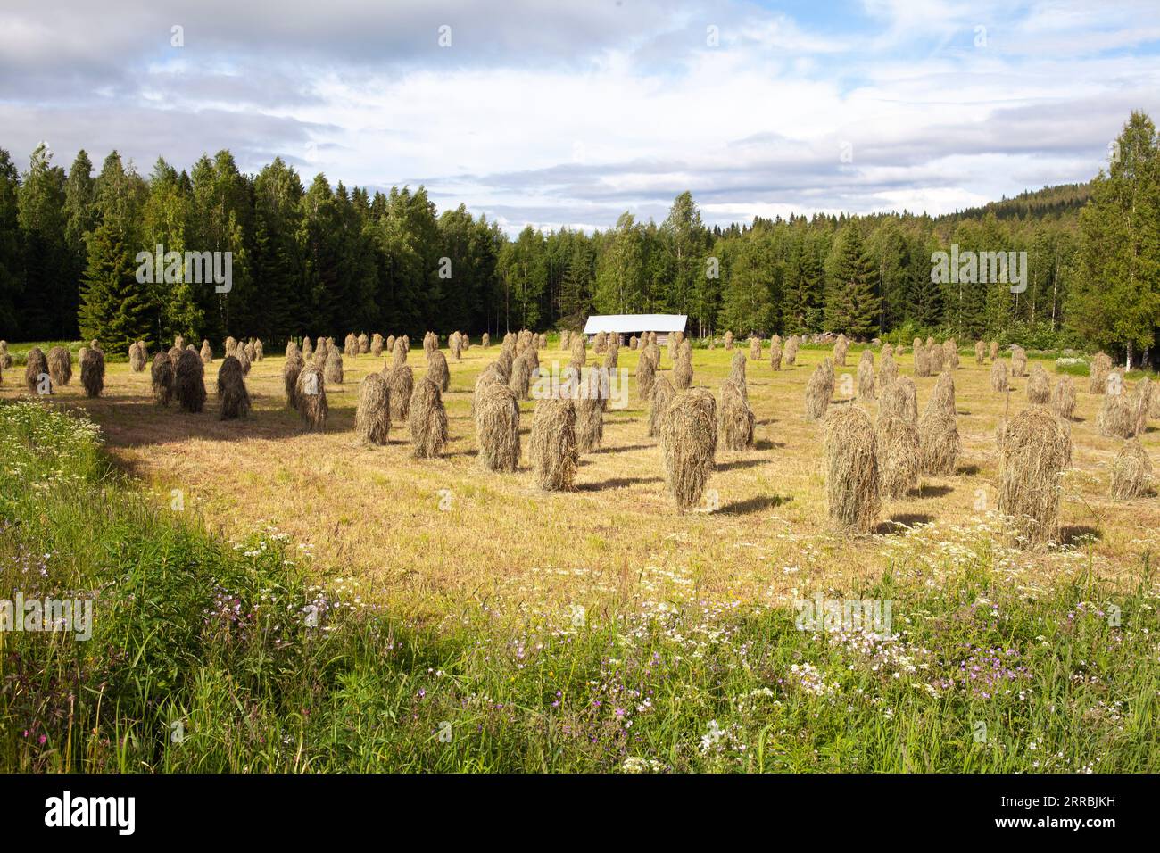 Haystacks on a field, forests around. Pole in the ground. Farming in ...