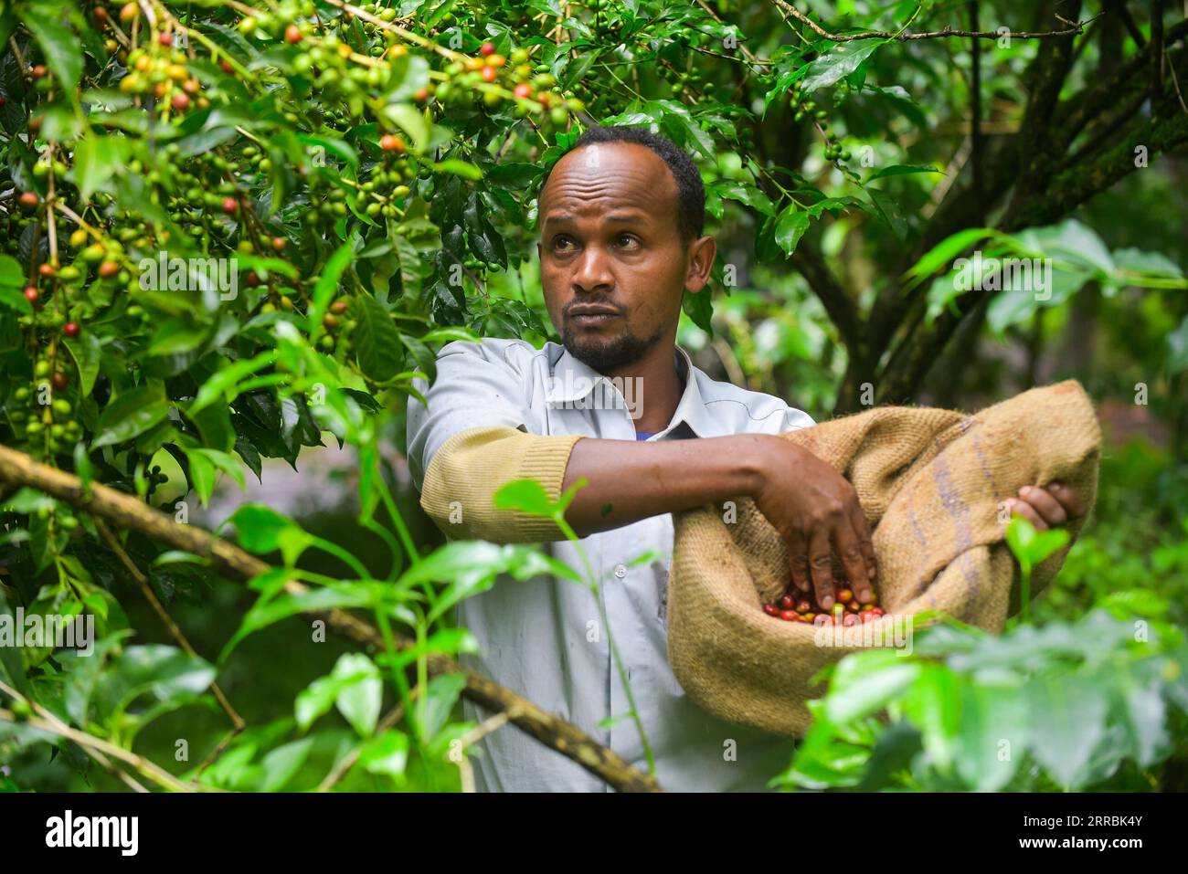 210927 -- CHANGSHA, Sept. 27, 2021 -- A coffee farmer picks coffee ...