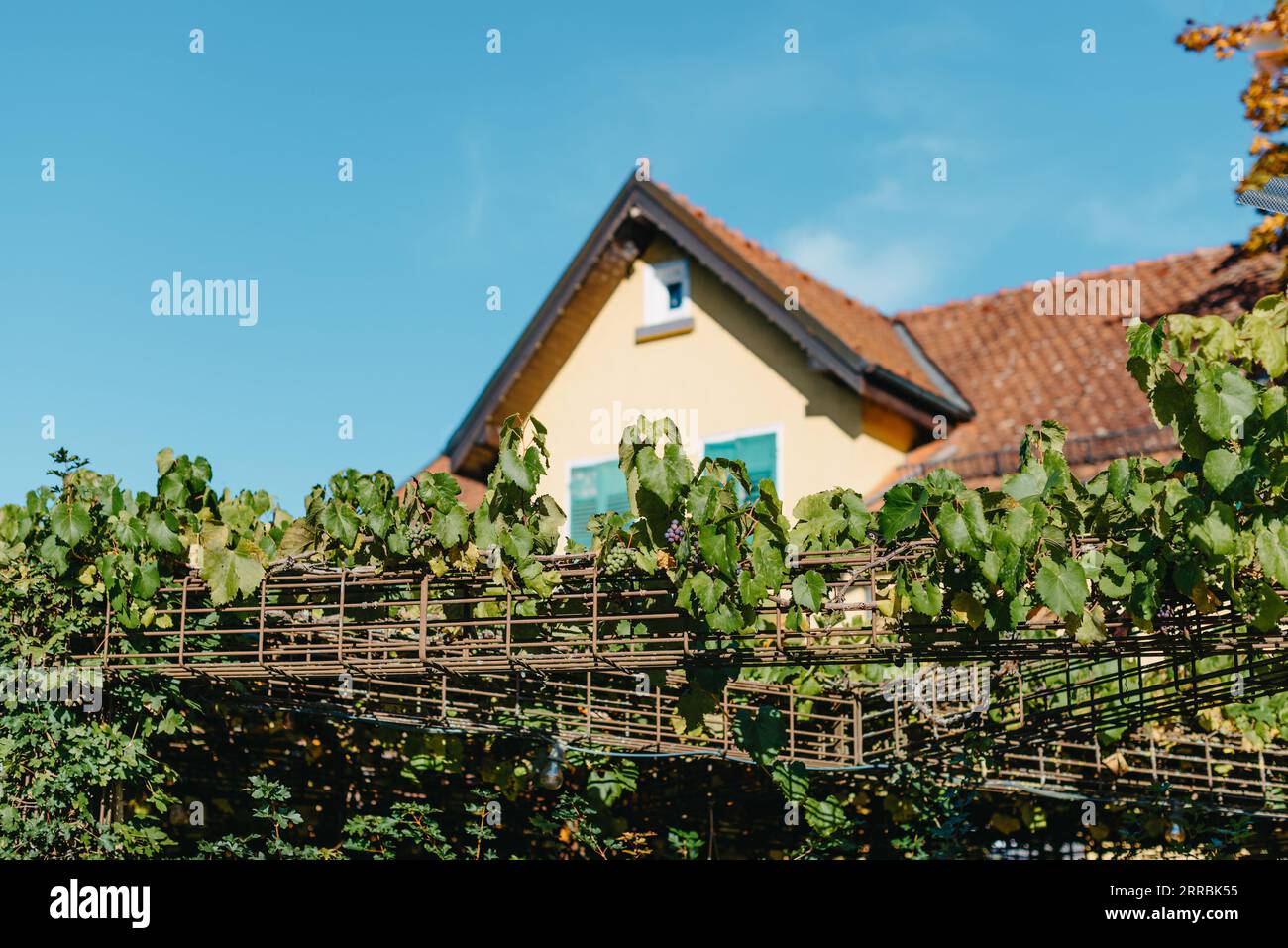 Vineyard entrance at sunset hi-res stock photography and images - Alamy