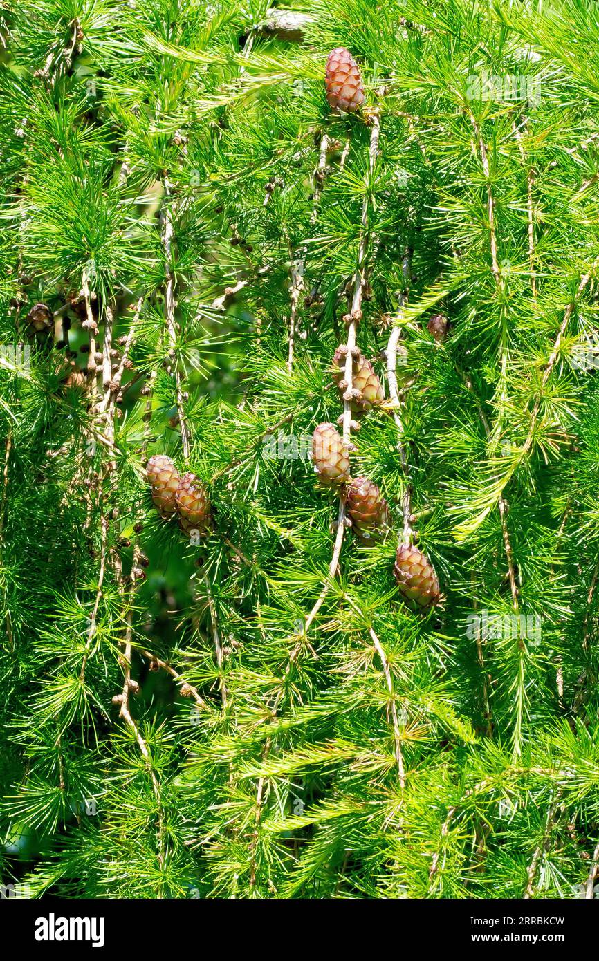 Larch, probably European Larch (larix decidua), close up of several ...