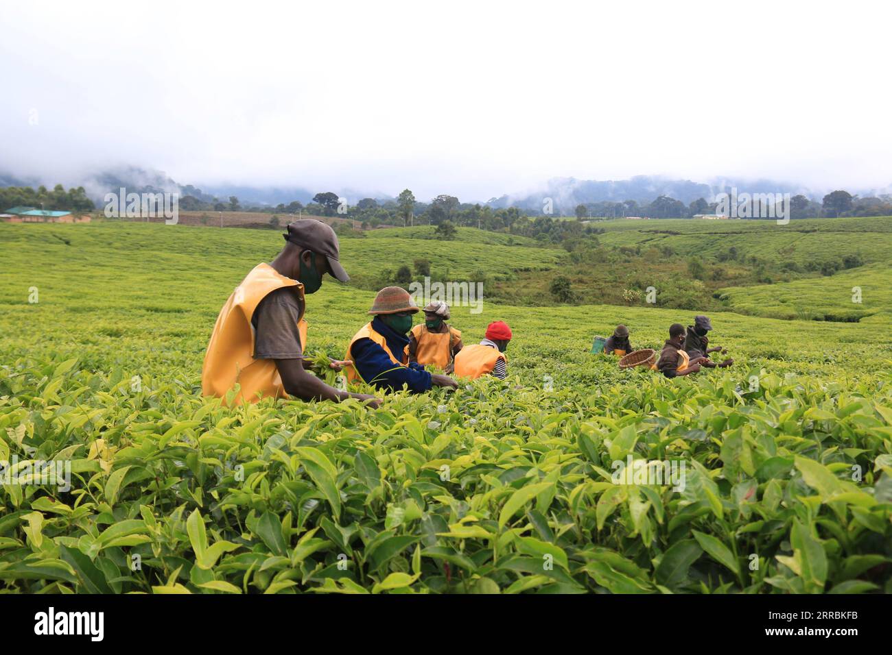 Gisakura hi-res stock photography and images - Alamy