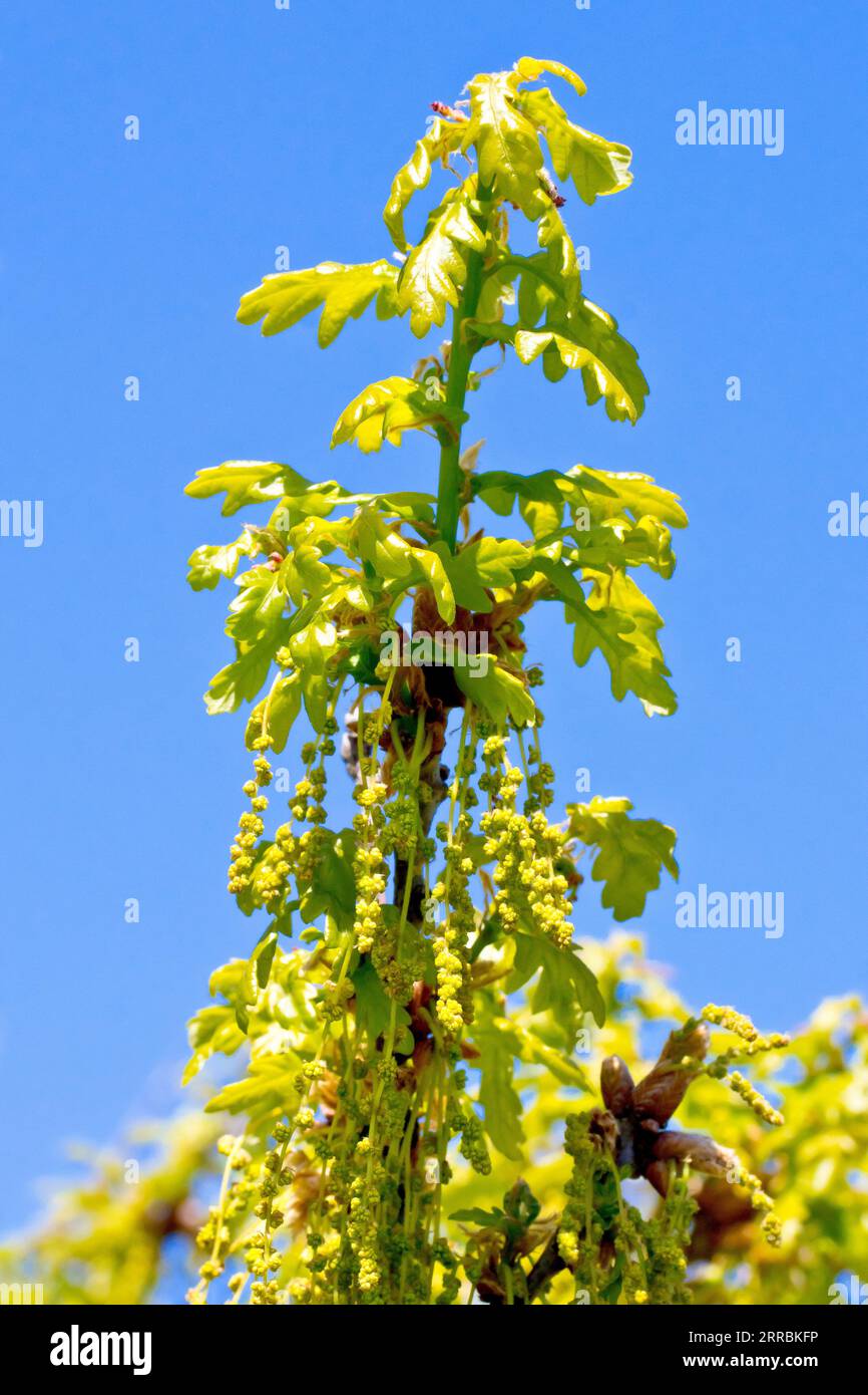 English Oak or Pedunculate Oak (quercus robur), close up showing a ...