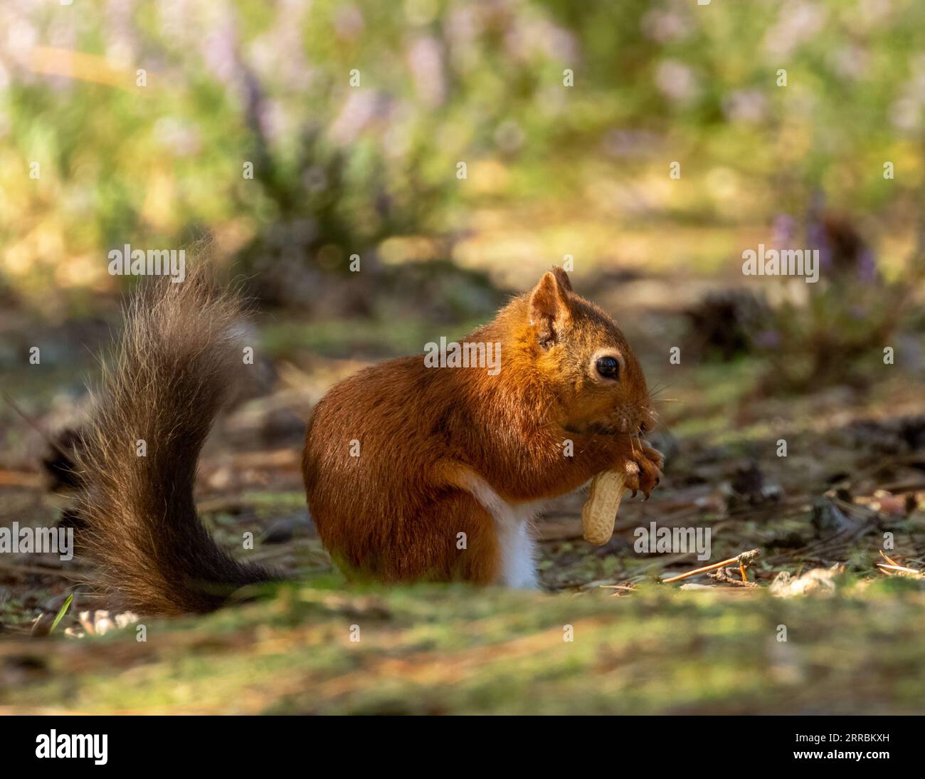 Monkey nut hi-res stock photography and images - Alamy