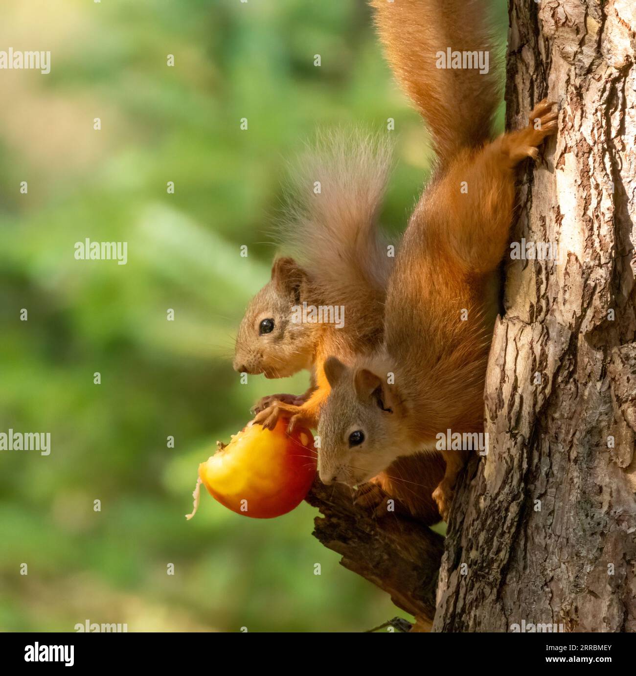 Two very romantic cute scottish red squirrels sharing a red apple ...